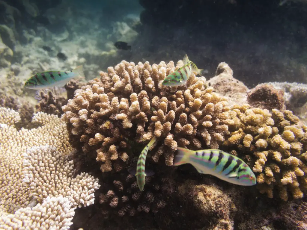 11 common fish species that you’ll see while snorkelling in Maldives ...