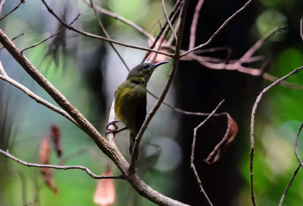 Wildlife spotting at MacRitchie Reservoir in Singapore - Land of Size