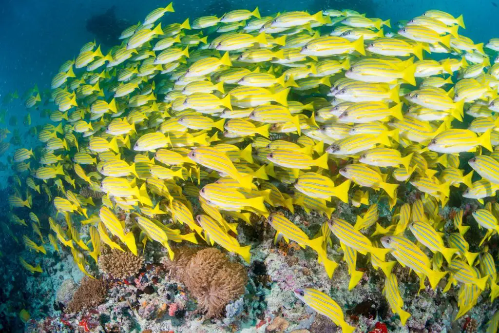 21 fish species you’ll see while diving or snorkelling in Borneo - Land ...