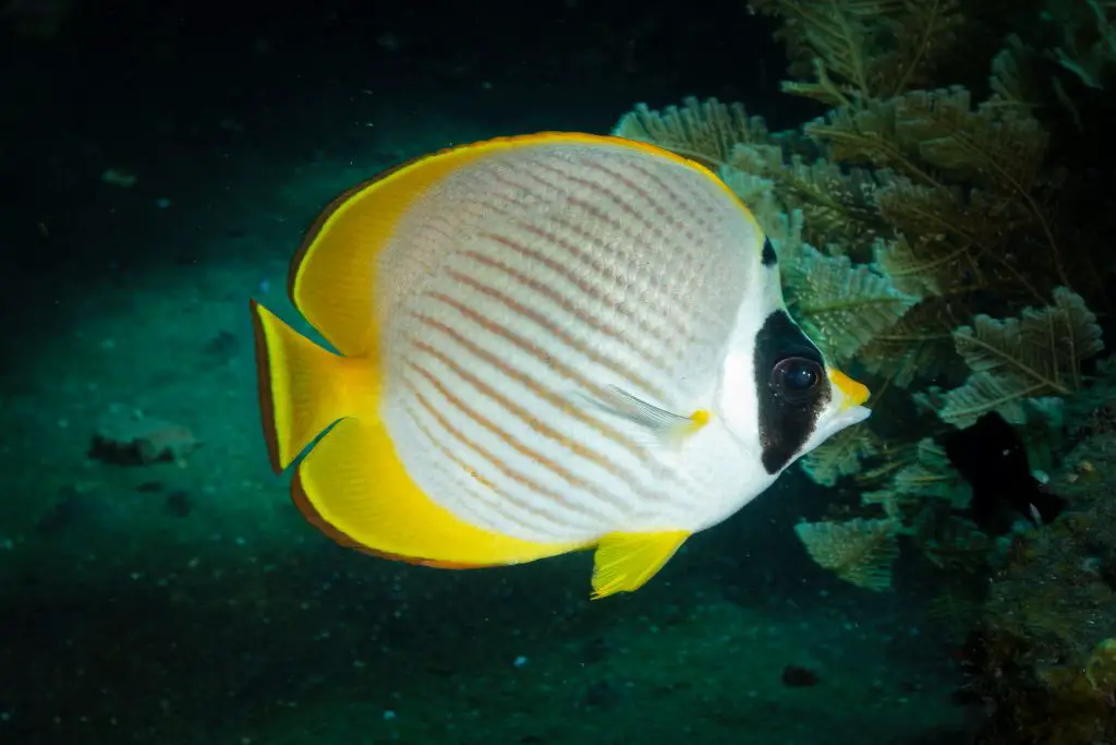 21 fish species you’ll see while diving or snorkelling in Borneo - Land ...