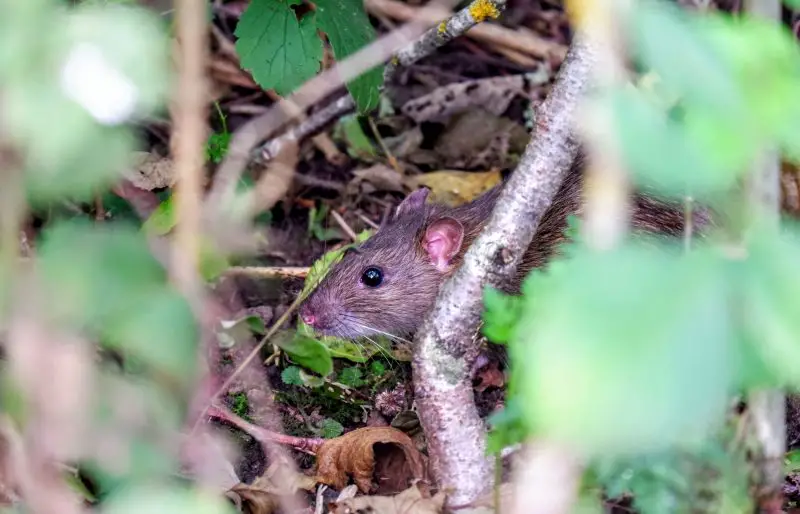 Urban wildlife in Chorlton Water Park in Manchester - Land of Size