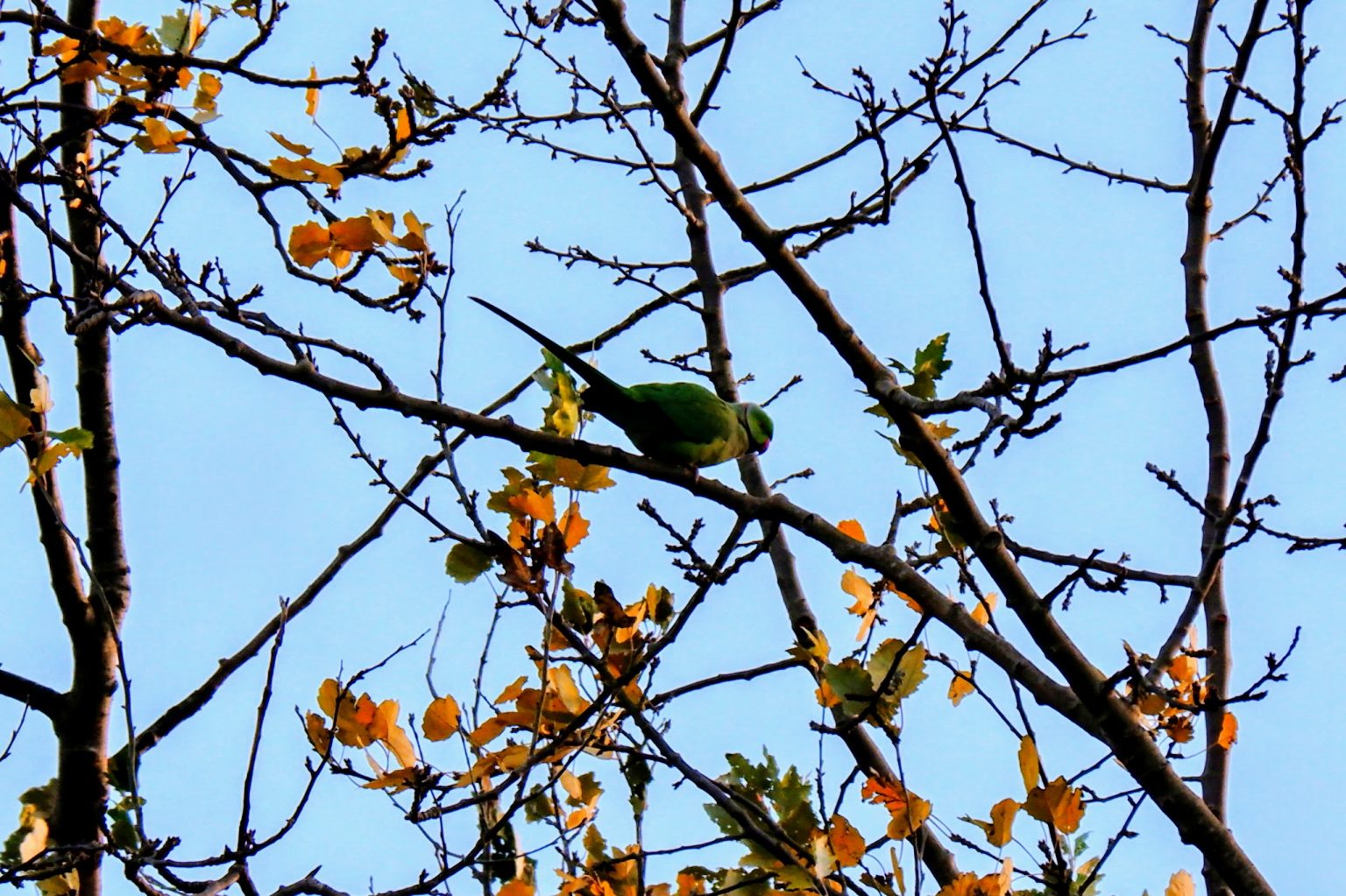 Urban birdwatching at Stretford Ees in Manchester - Land of Size